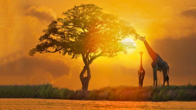 Celebrity Cruises Cruises to Africa: 2026 Sailings & Deals | The Cruise Web